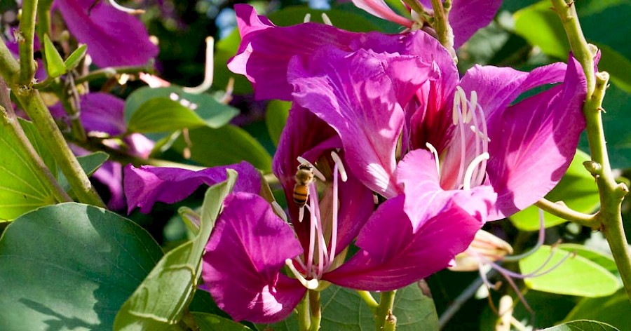 Yucatan News: Manzanero and Sandals | Yucatan Living