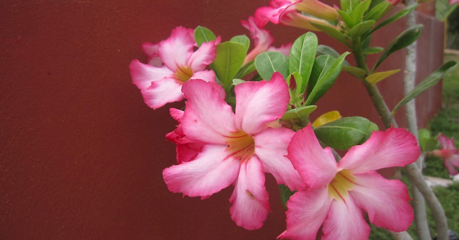 Flowers and Trees of Yucatan | Yucatan Living