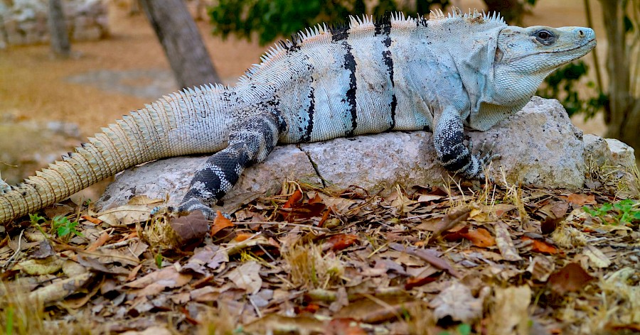 Natural Wonders of Yucatan | Yucatan Living