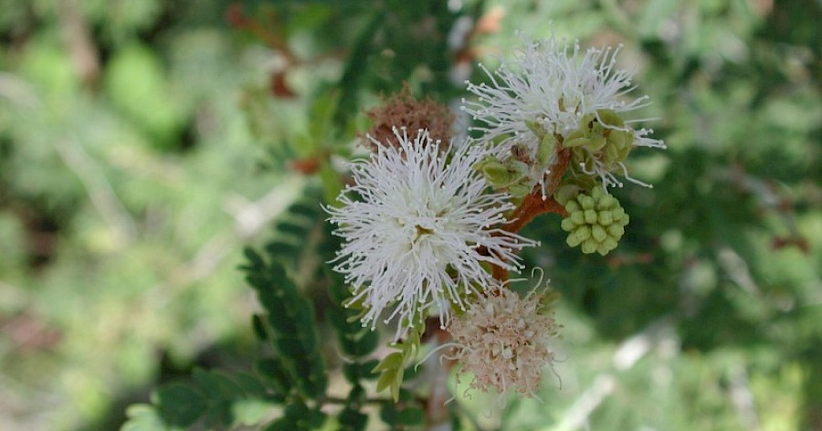 Trees of the Yucatan: Mimosa | Yucatan Living