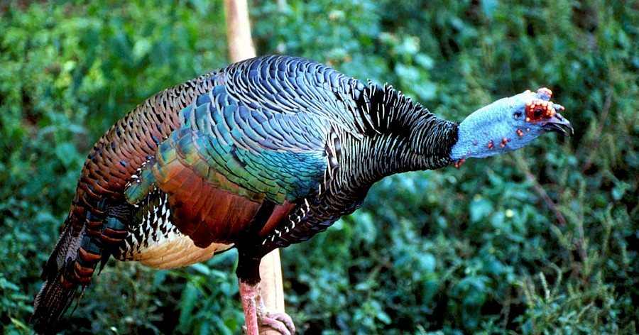 The Yucatan's Ocellated Turkey | Yucatan Living