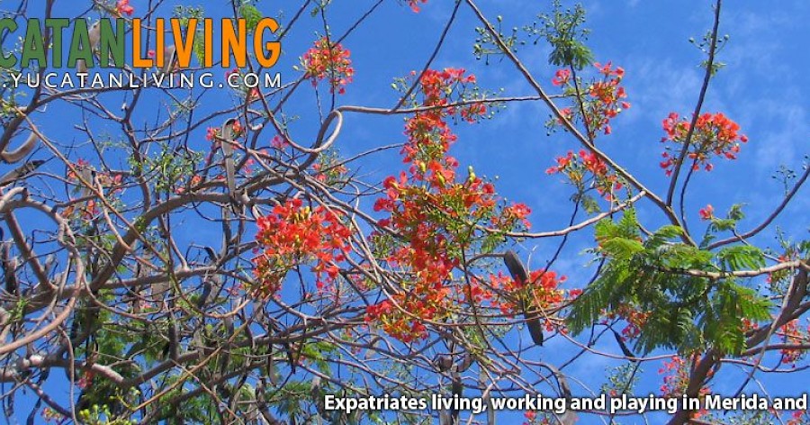 Top Ten Trees of Yucatan | Yucatan Living