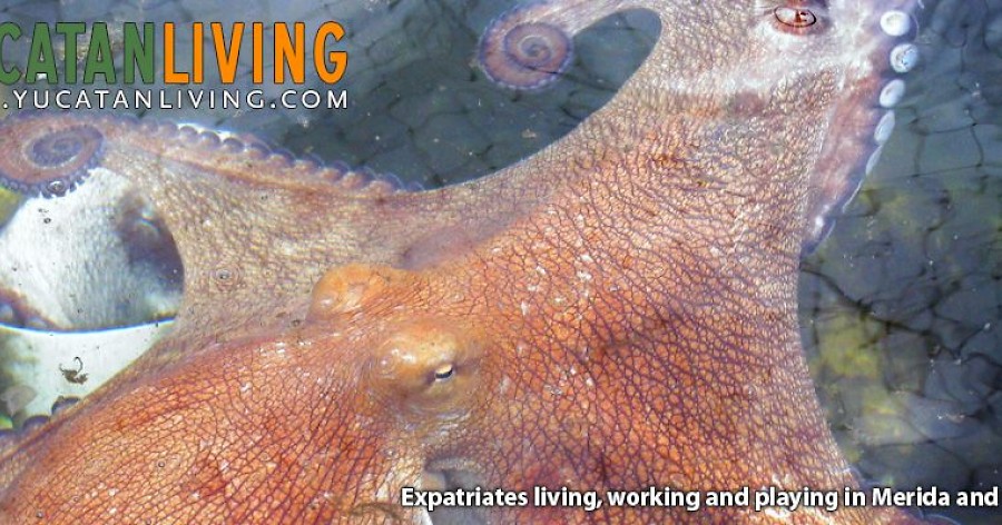 Commercial Octopus Farming in Sisal | Yucatan Living
