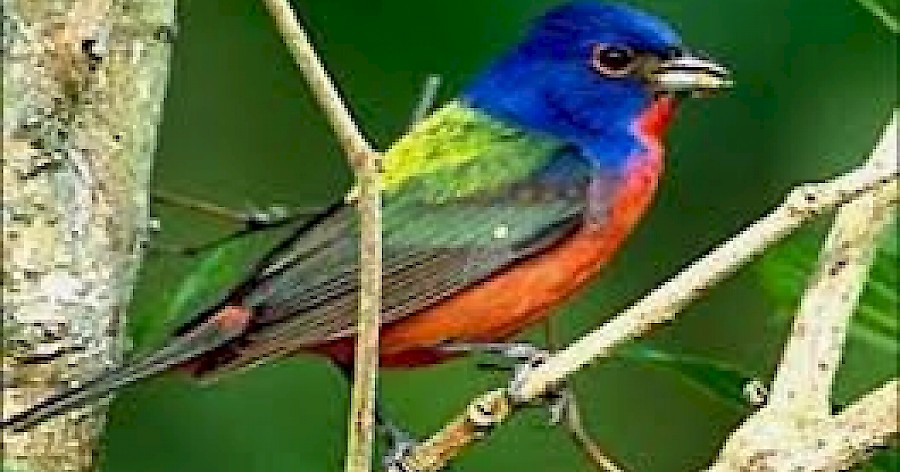 Yucatan News: Kites, Birds & Jewelry | Yucatan Living