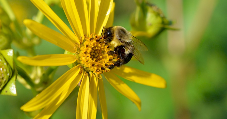 Melipona Bees and the Honey of Yucatan | Yucatan Living